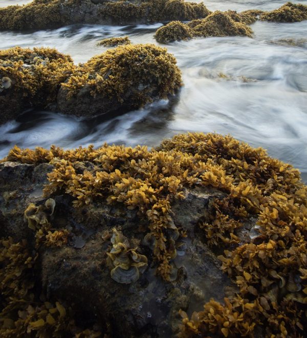 Science Behind Seaweeds – Noble Ocean Farms